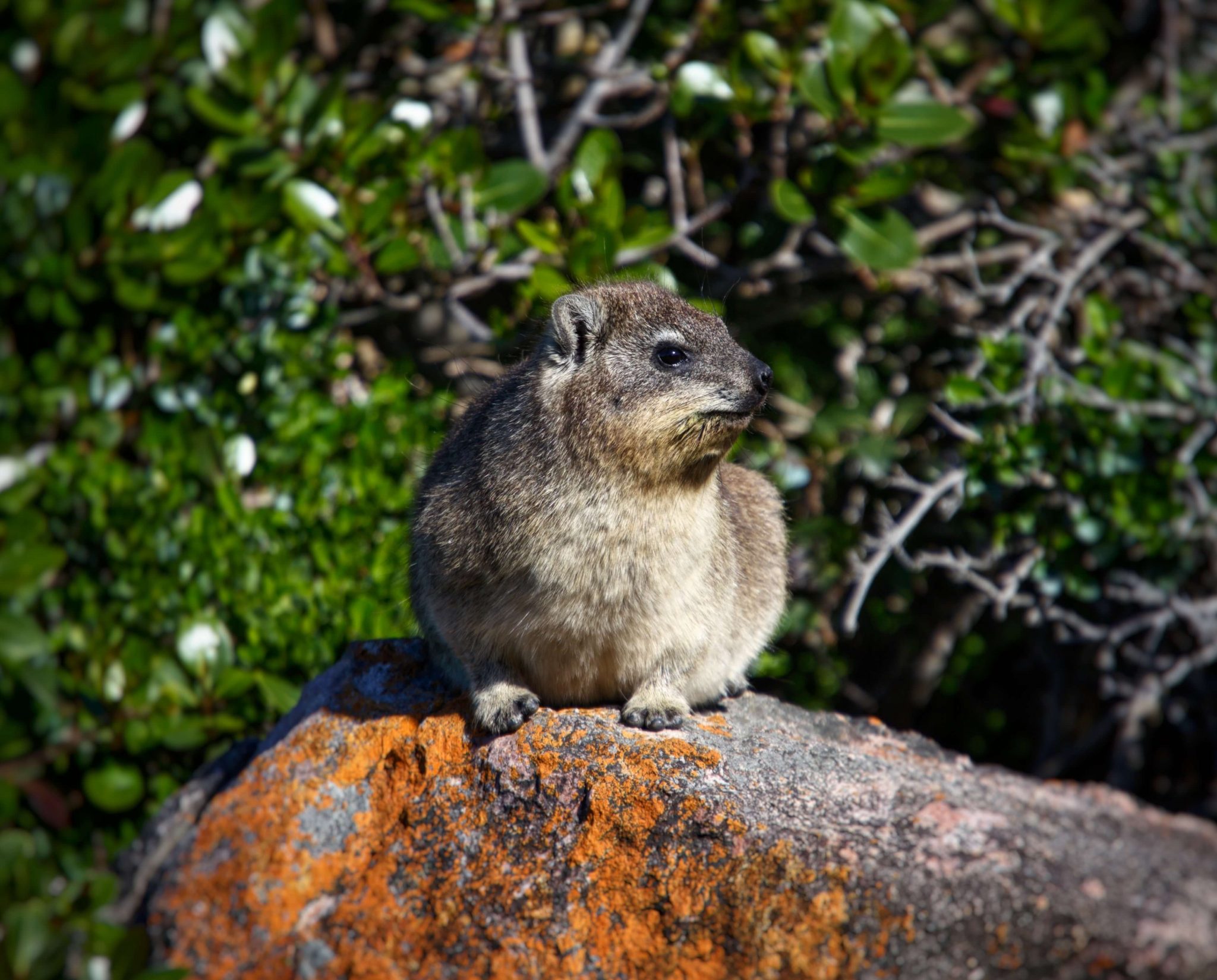 Lets talk about Dassies #factfriday – Ubuntu Wildlife Trust