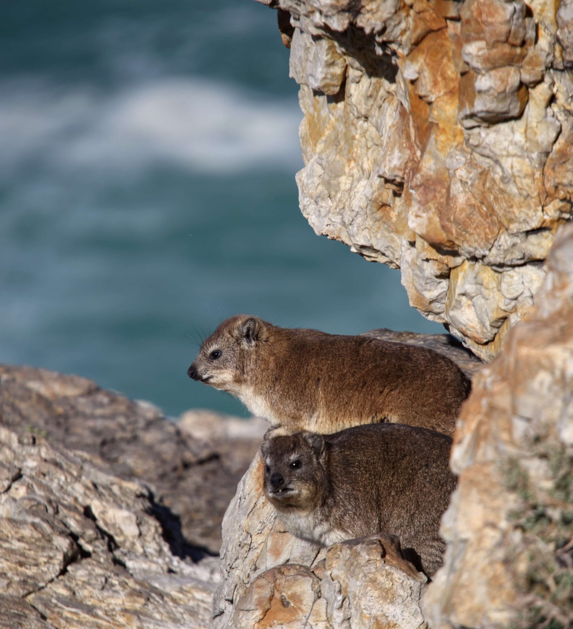 Lets talk about Dassies #factfriday – Ubuntu Wildlife Trust